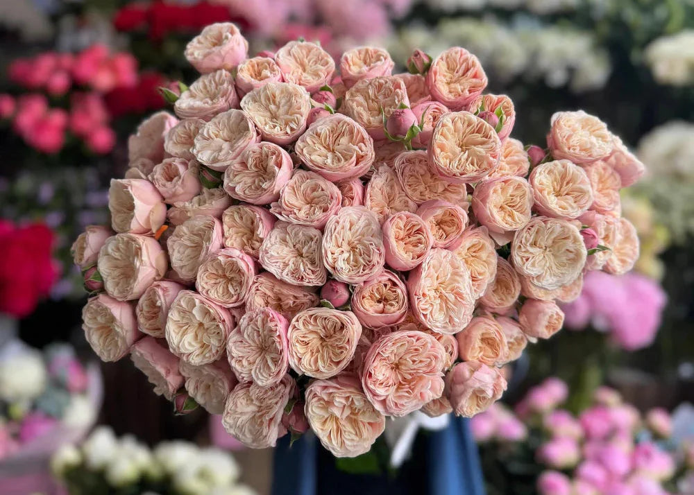 Discover the Rarest Roses in the World: The Rare Rose Vault by Petals ...