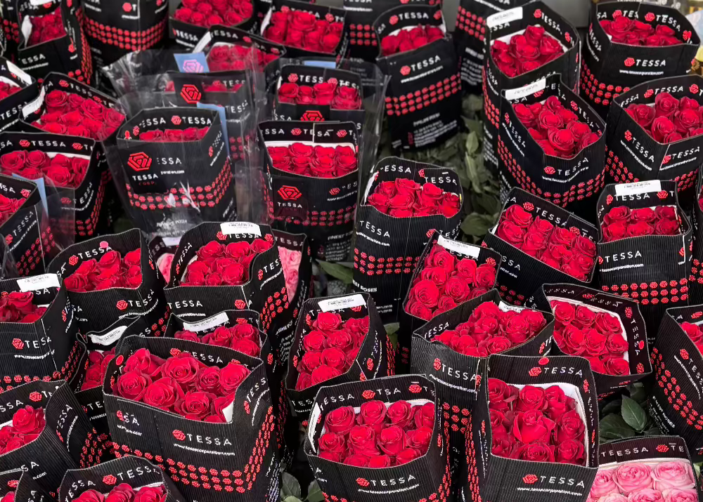 Unveiling the Timeless Elegance of the Rose