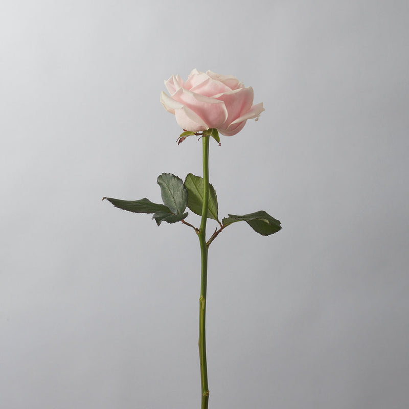 Sweet Avalanche Rose | Premium Blush Pink Flowers | Petals at Bibendum